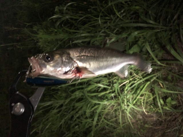 shintariさんの2019年7月3日18時22分の釣果（シーバス）- みんなの釣果 [キャスティング釣り自慢]