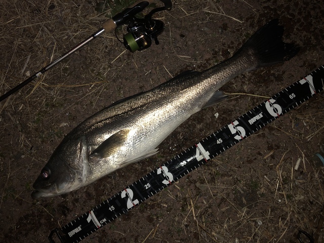 shintariさんの2021年2月28日19時24分の釣果（シーバス）- みんなの釣果 [キャスティング釣り自慢]