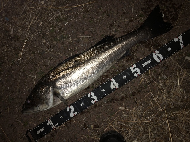 shintariさんの2021年2月28日19時24分の釣果（シーバス）- みんなの釣果 [キャスティング釣り自慢]